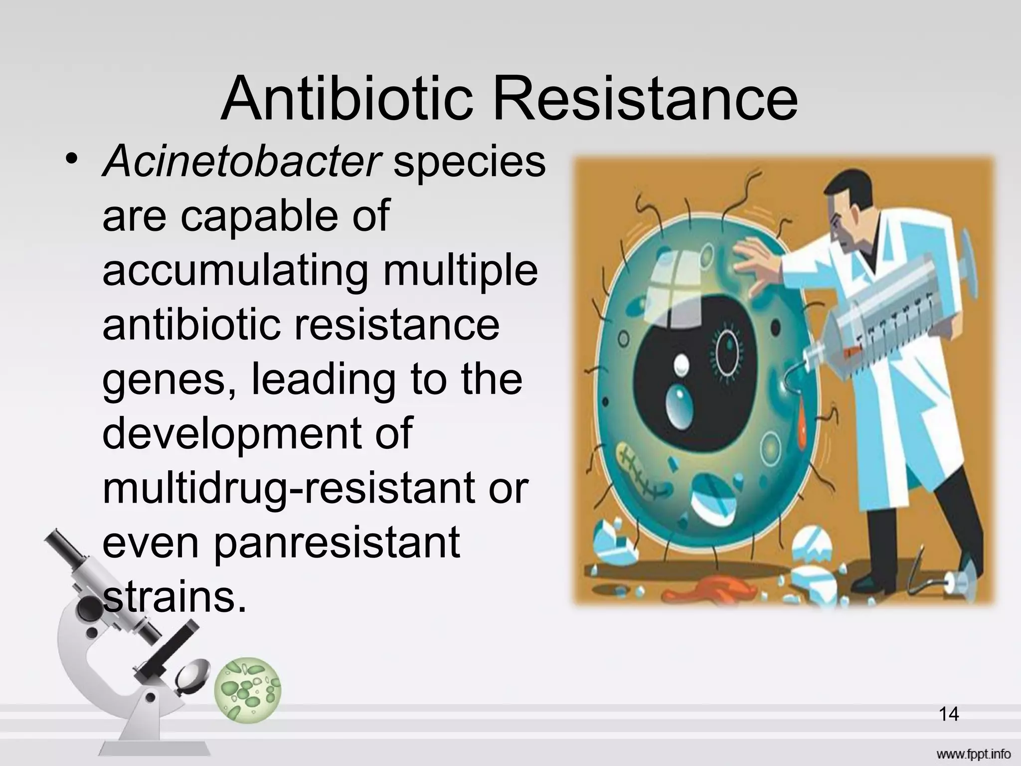 Acinetobacter | PPT