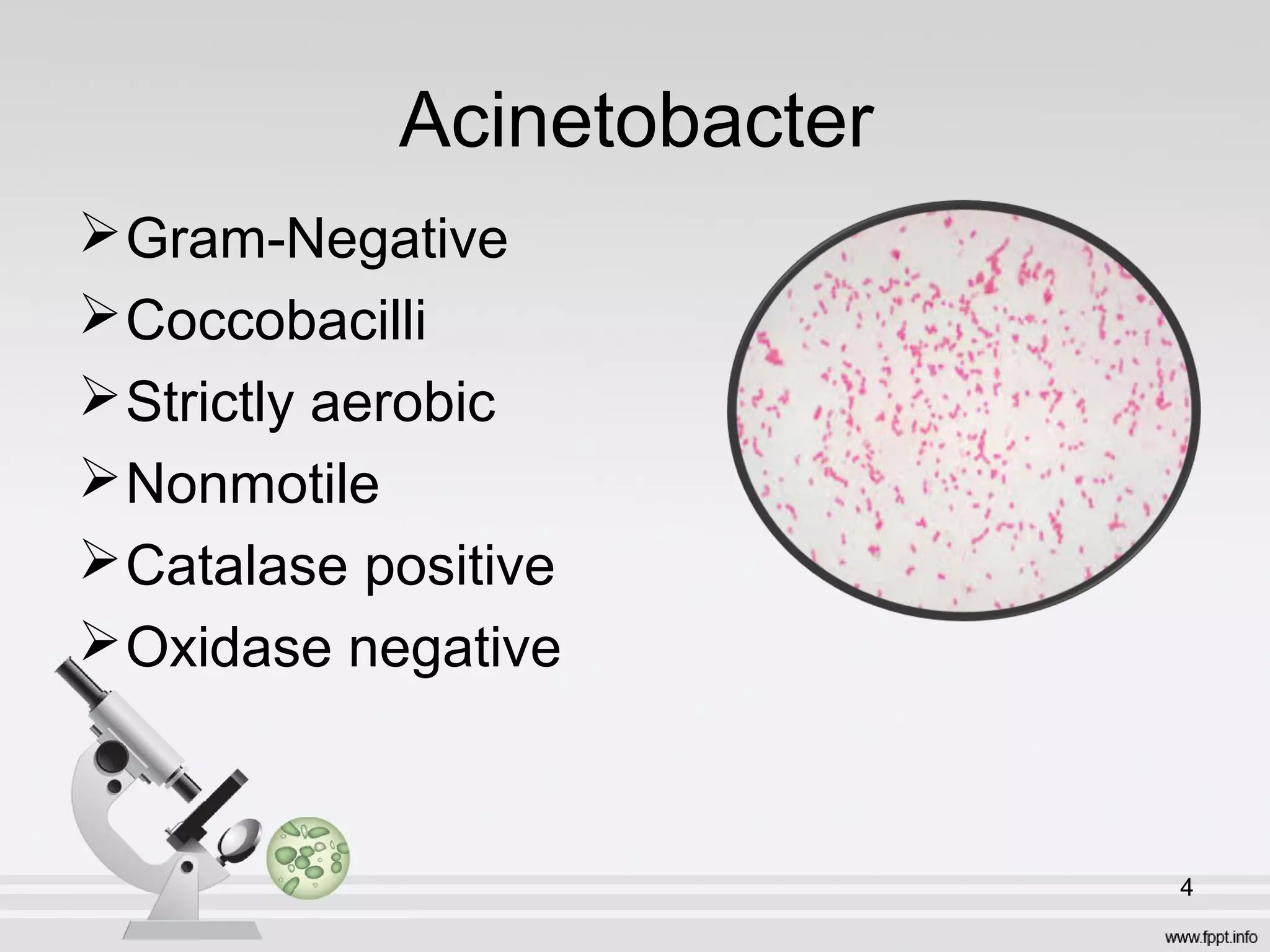 Acinetobacter | PPT