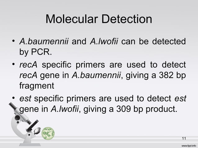 Acinetobacter | PPT | Infectious Diseases | Diseases and Conditions