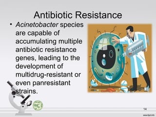 Acinetobacter | PPT