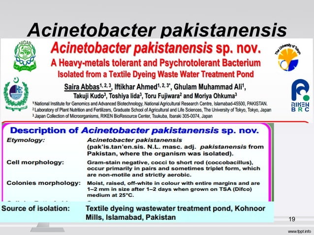 Acinetobacter | PPT | Infectious Diseases | Diseases and Conditions