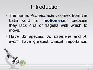 Acinetobacter | PPT