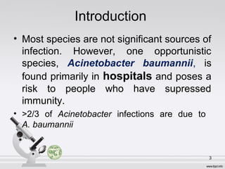 Acinetobacter | PPT