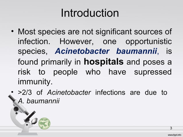 Acinetobacter | PPT | Infectious Diseases | Diseases and Conditions