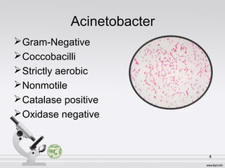 Acinetobacter | PPT