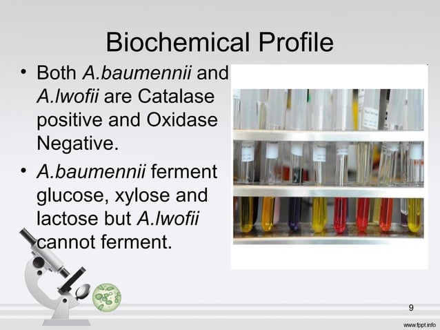 Acinetobacter | PPT | Infectious Diseases | Diseases and Conditions