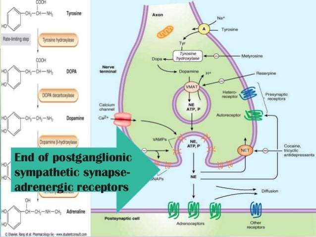 ADRENERGIC BLOCKERS