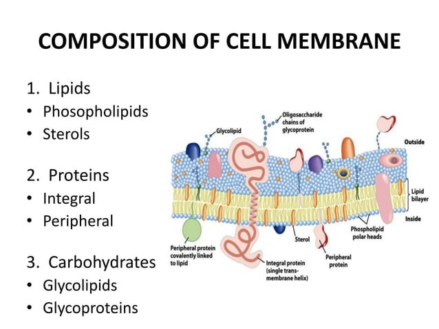 Cell membrane physiology and pharmacology