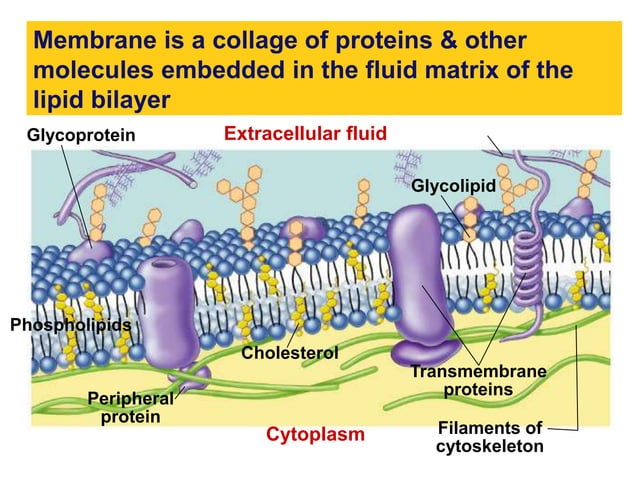 Cell membrane physiology and pharmacology