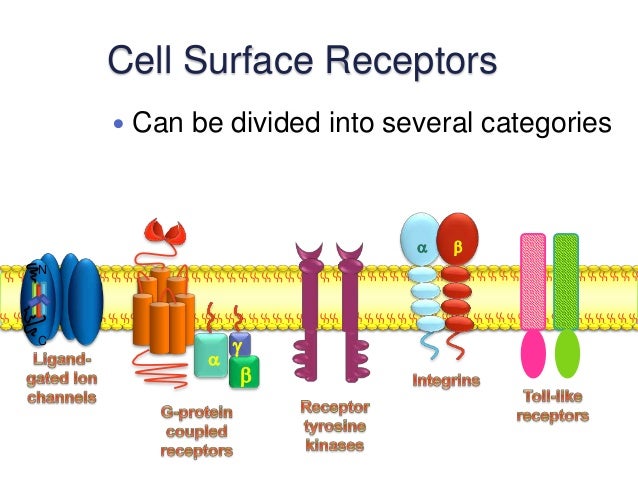 Cell membrane physiology and pharmacology