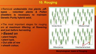 hybrid seed production in Rice ELP program.pptx