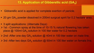 hybrid seed production in Rice ELP program.pptx