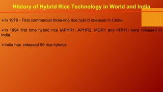 hybrid seed production in Rice ELP program.pptx