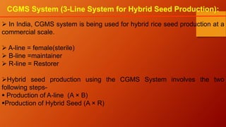 hybrid seed production in Rice ELP program.pptx