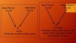 hybrid seed production in Rice ELP program.pptx