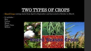 Agriculture of Pakistan | PPTX