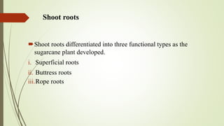 Physiology of Roots in Sugarcane | PPTX