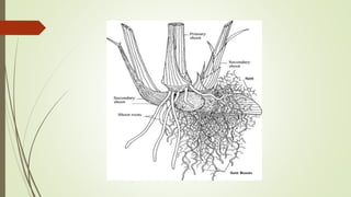 Physiology of Roots in Sugarcane | PPTX