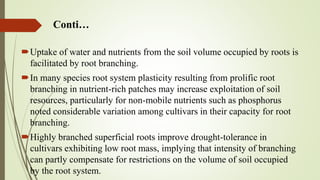 Physiology of Roots in Sugarcane | PPTX