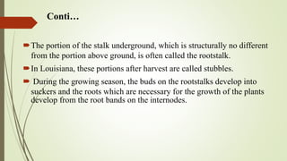 Physiology of Roots in Sugarcane | PPTX