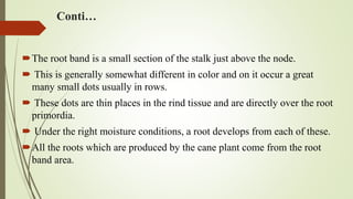 Physiology of Roots in Sugarcane | PPT
