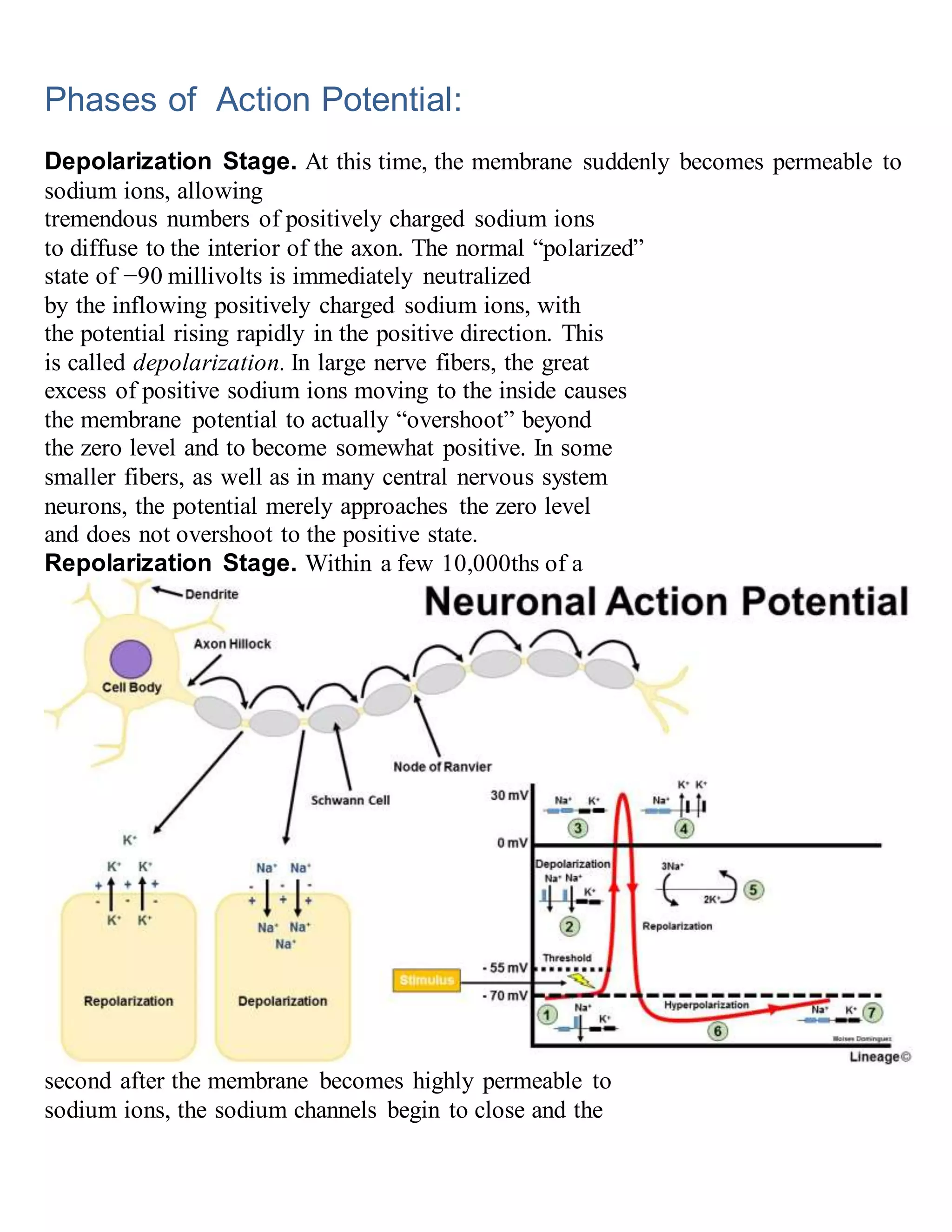 Generation and conduction of action potential. | DOCX