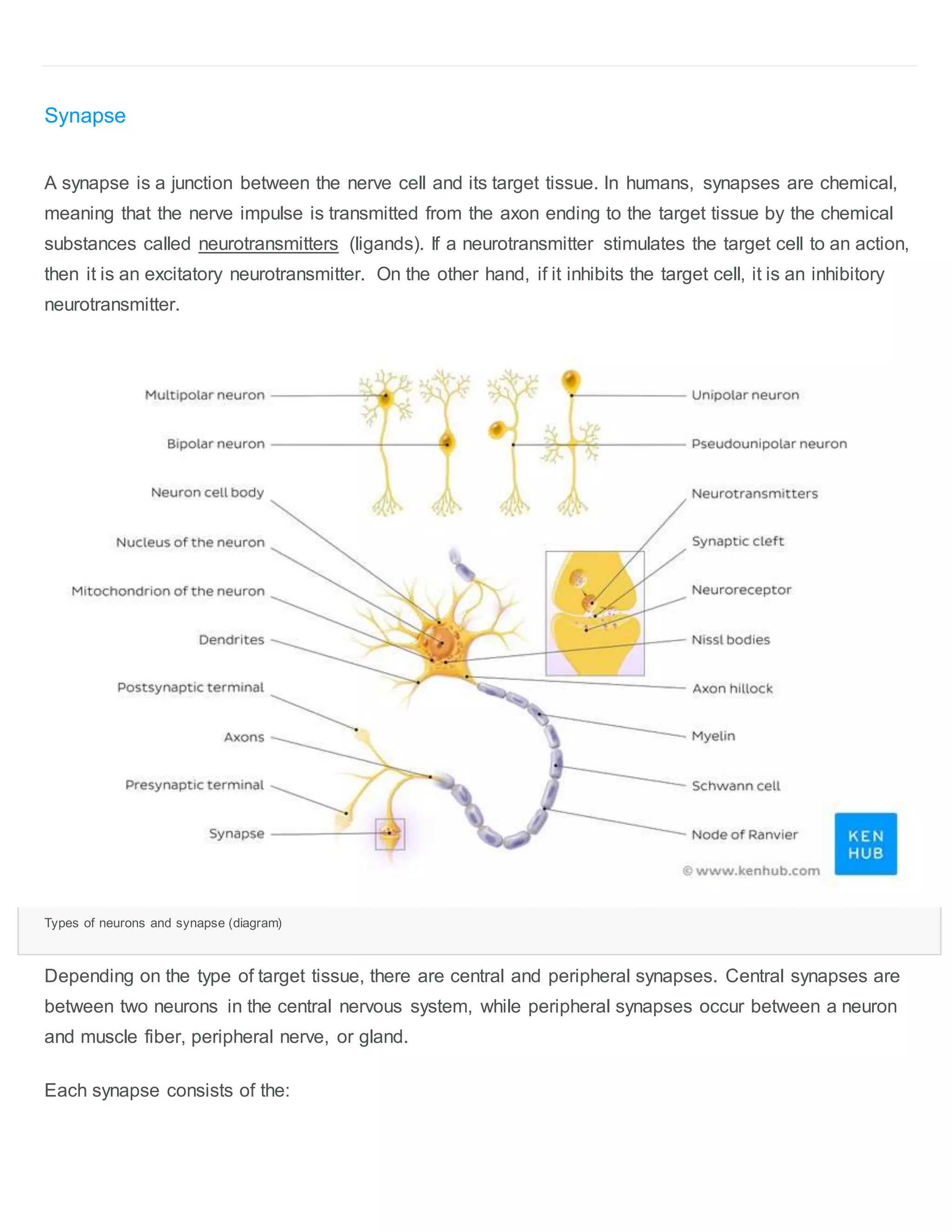 Generation and conduction of action potential. | DOCX