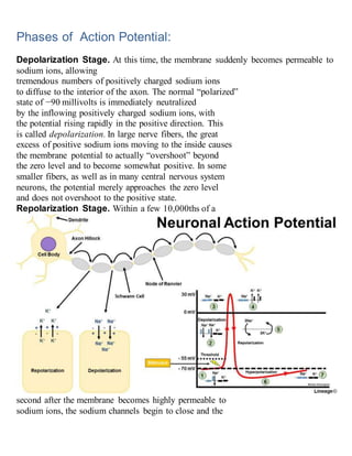 Generation and conduction of action potential. | DOCX