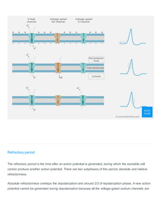 Generation and conduction of action potential. | DOCX