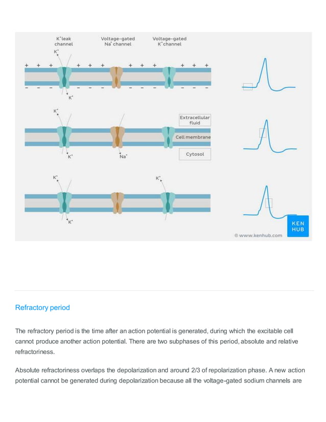 Generation and conduction of action potential. | DOCX