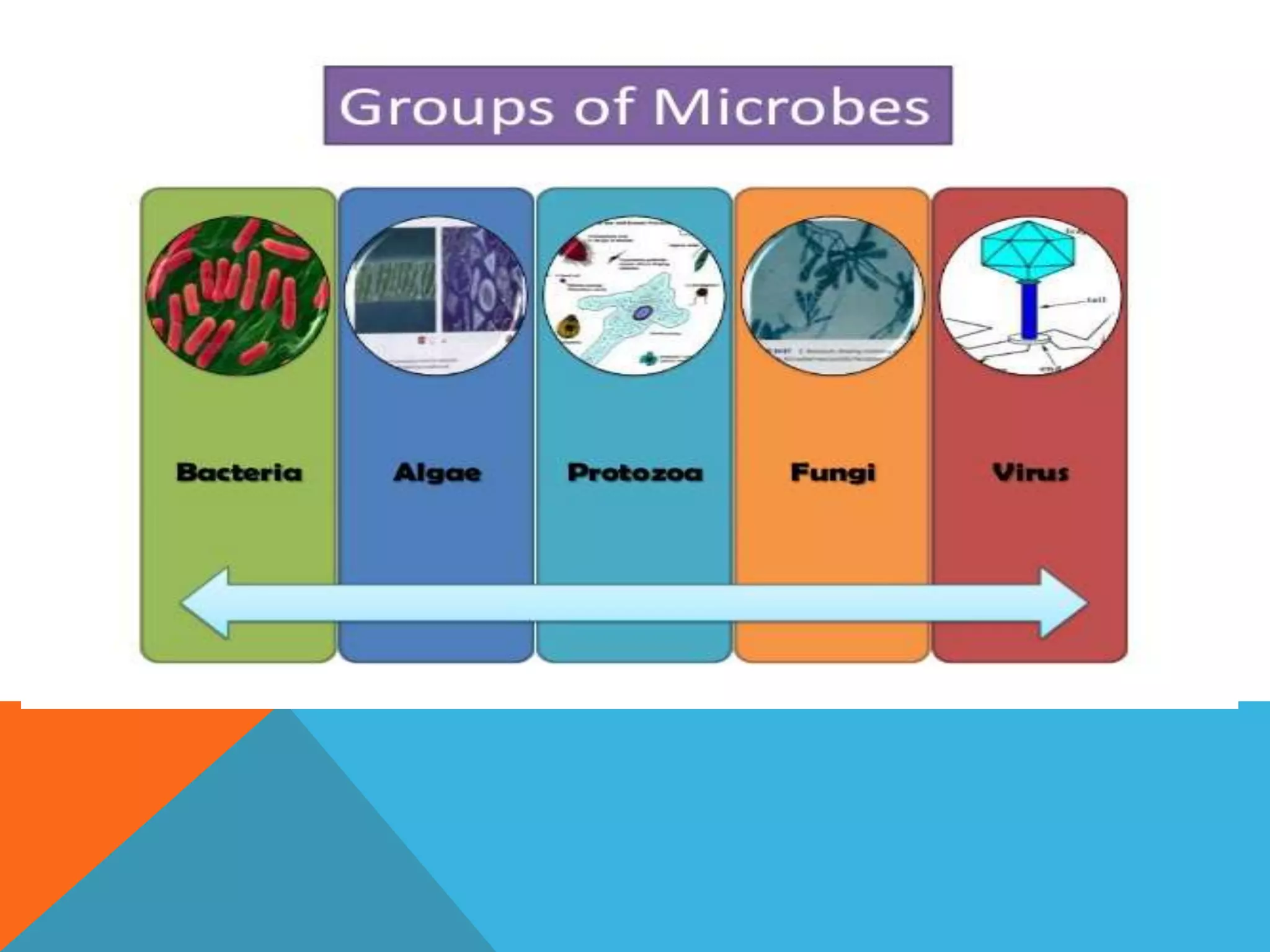 Characteristics of microorganism | PPTX