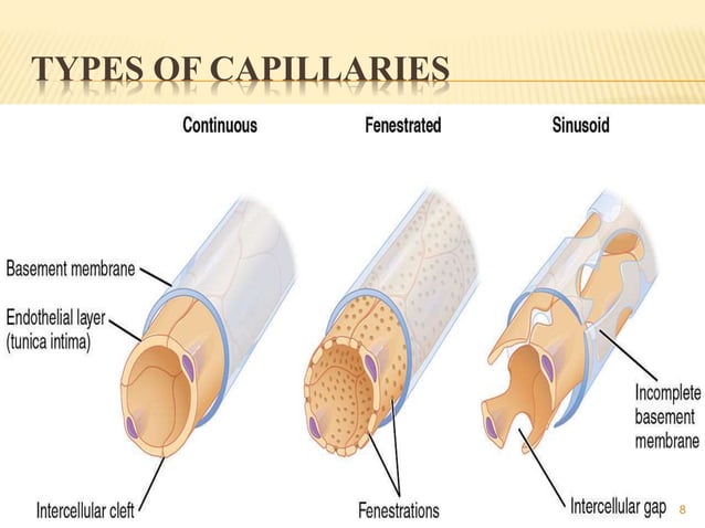 functions of capillaries and its permiability-ayurveda-panchakarma ...