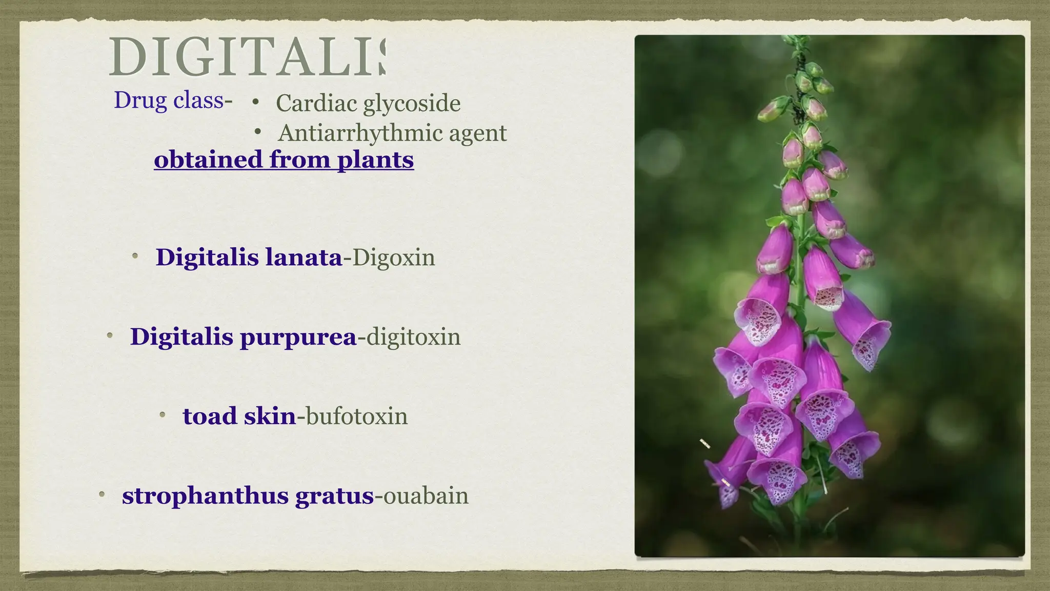 Digitalis toxicity.pptx kd tripathi conte | PPTX