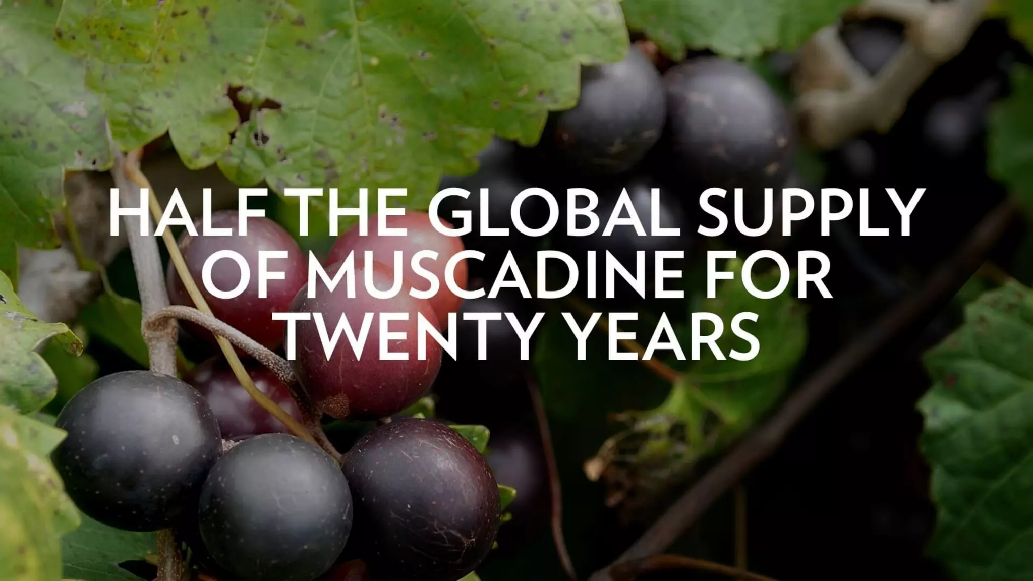 The Shaklee difference | PPT