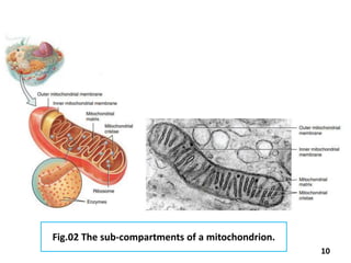 PROTEIN SORTING THROUGH NON-SECRETORY PATHWAY | PPTX