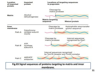 PROTEIN SORTING THROUGH NON-SECRETORY PATHWAY | PPTX