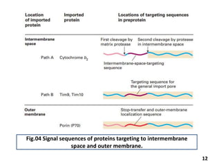PROTEIN SORTING THROUGH NON-SECRETORY PATHWAY | PPT