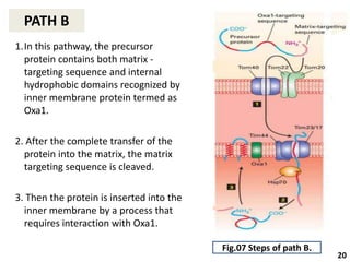 PROTEIN SORTING THROUGH NON-SECRETORY PATHWAY | PPTX