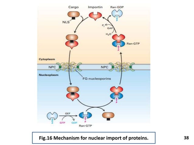 PROTEIN SORTING THROUGH NON-SECRETORY PATHWAY | PPT
