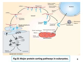 PROTEIN SORTING THROUGH NON-SECRETORY PATHWAY | PPT