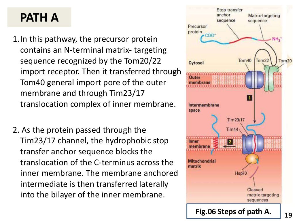 PROTEIN SORTING THROUGH NON-SECRETORY PATHWAY
