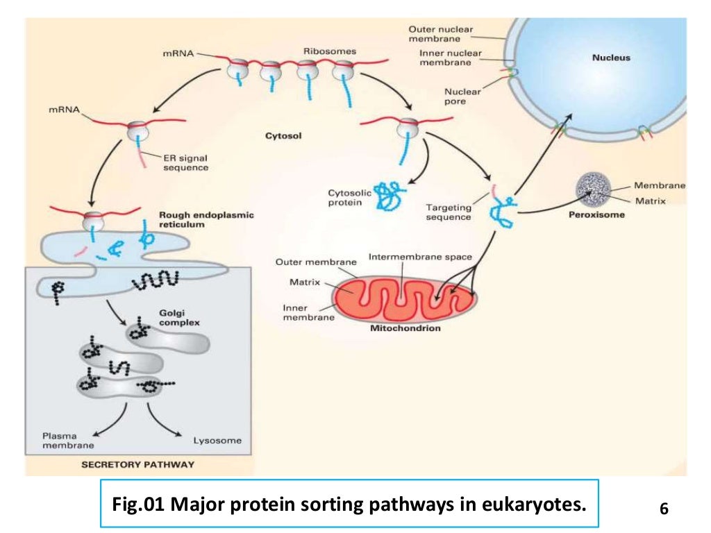 PROTEIN SORTING THROUGH NON-SECRETORY PATHWAY