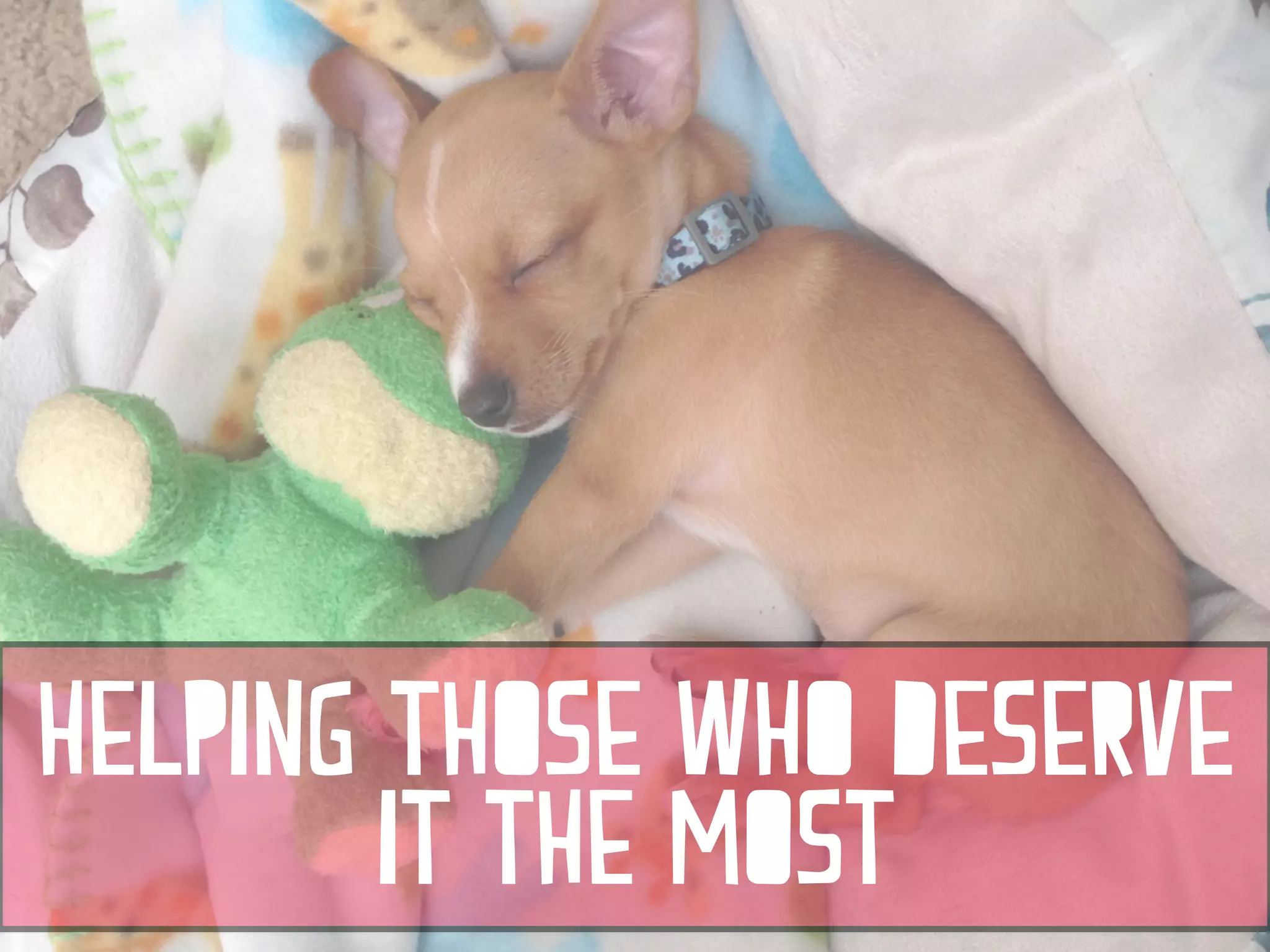 Iris Shalev PPP | PDF