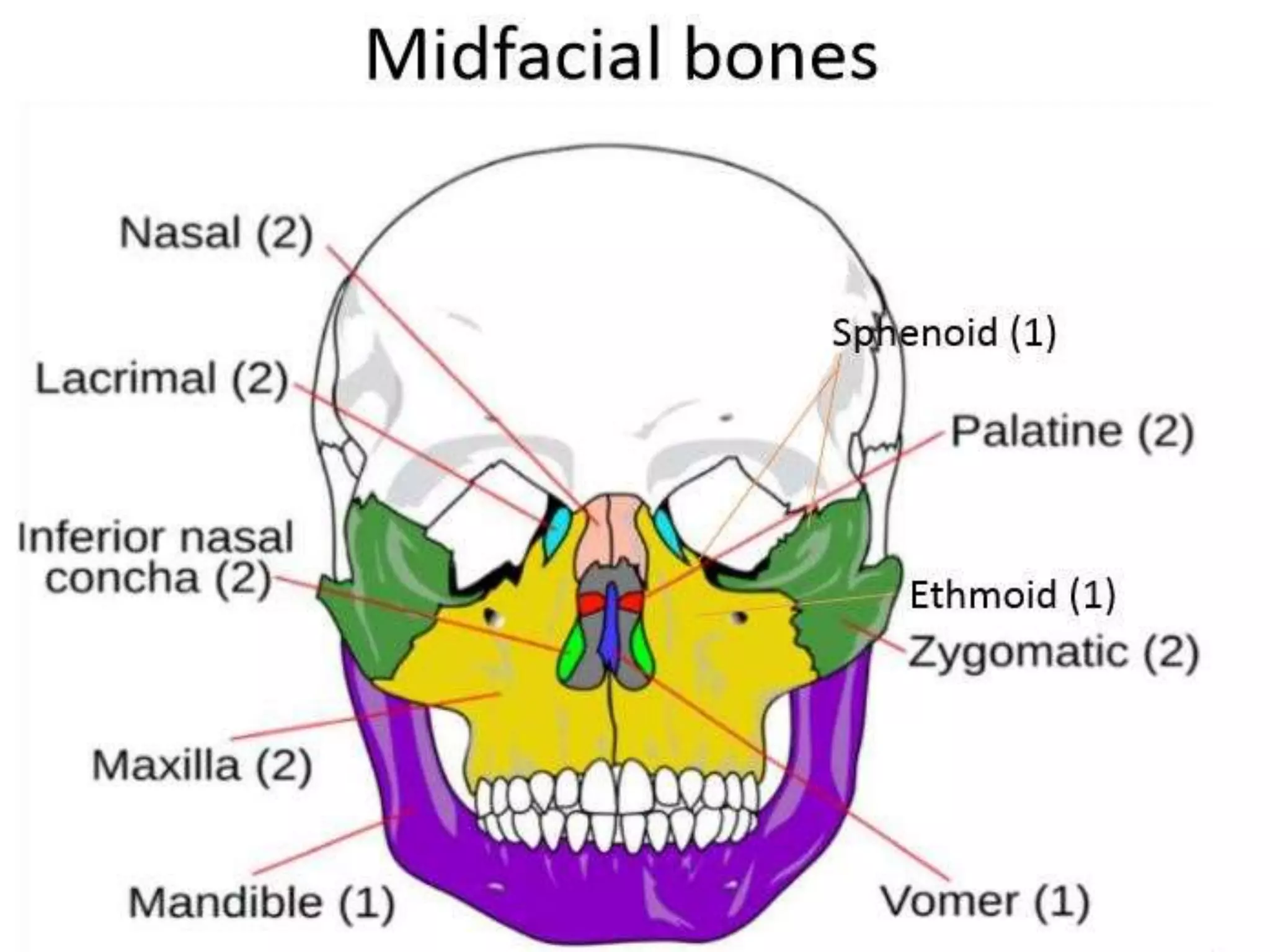 Fractures of middle third of face | PPTX