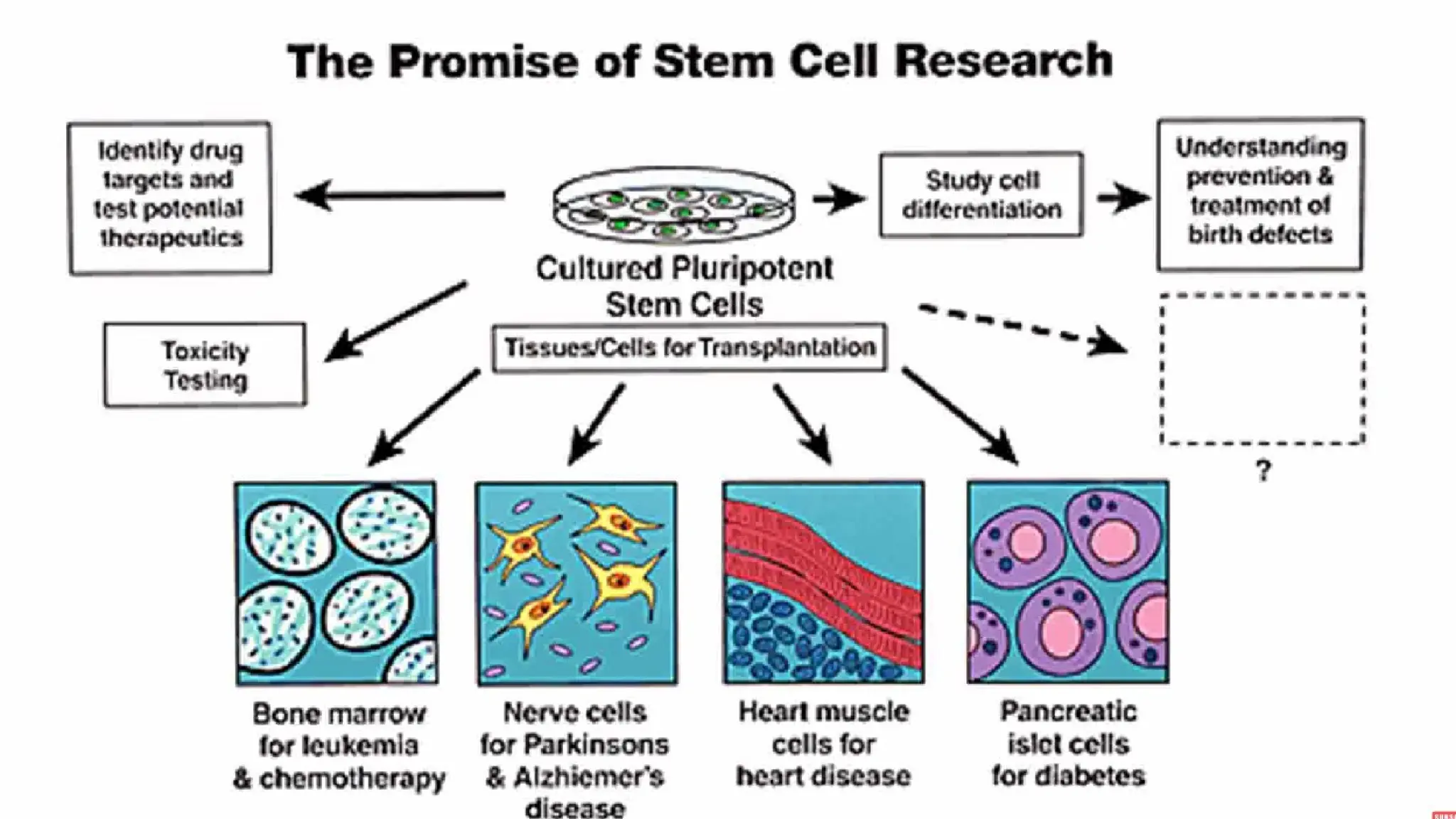 Genetically Engineered Stem Cells in Gene Therapy and.pptx