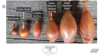 Shallots | PDF