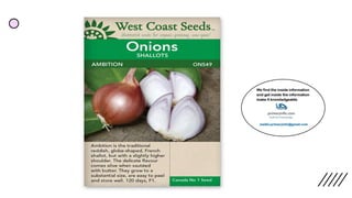 Shallots | PDF
