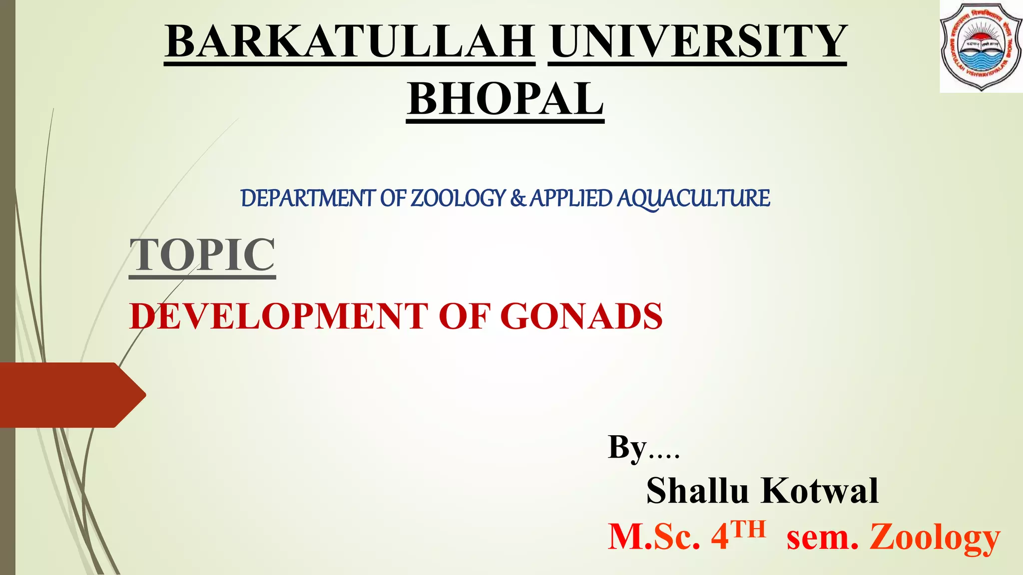 Development Of Gonads Gonad Differentiationmale Gonad And Female Gonad Ppt 