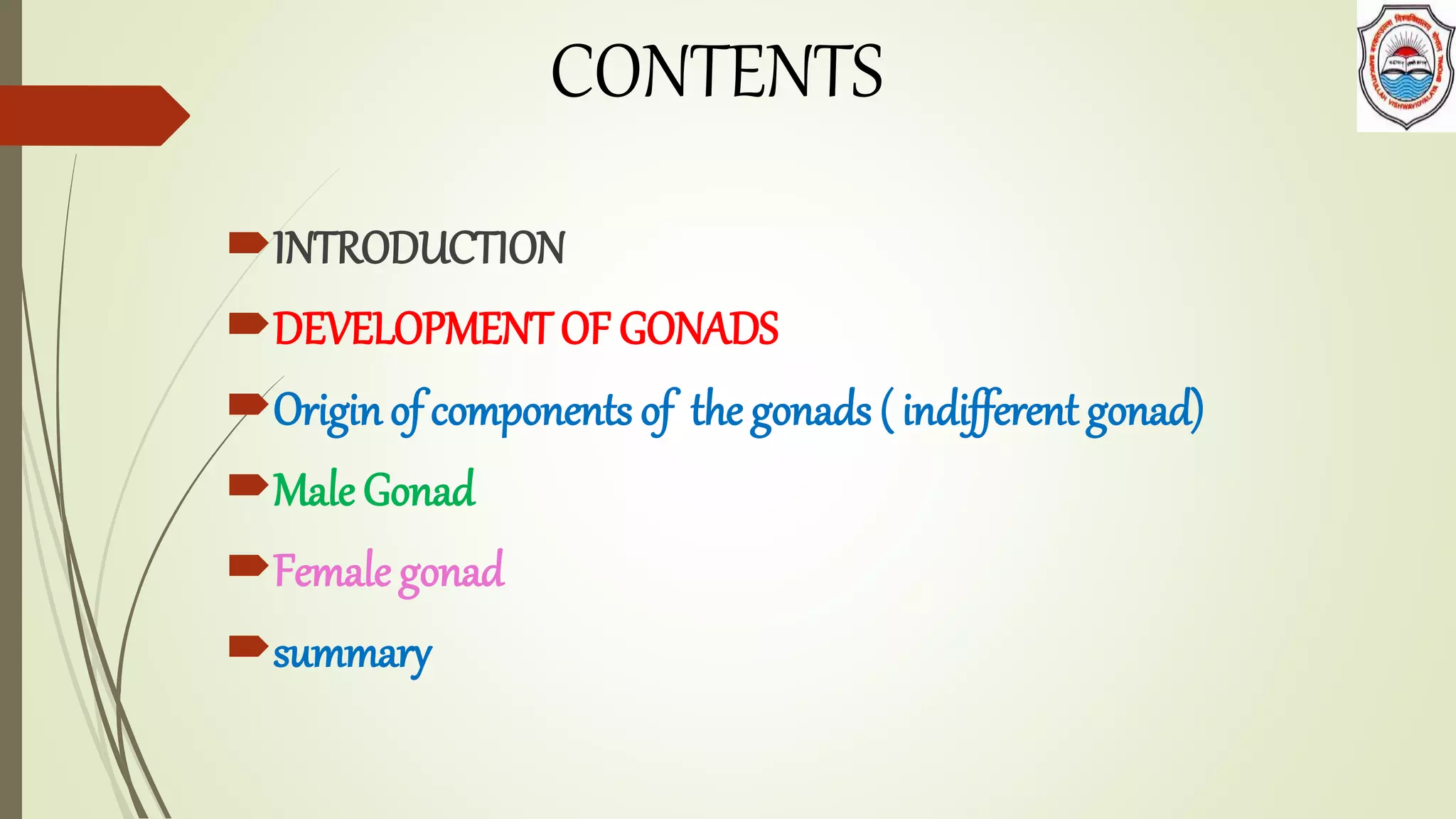 Development Of Gonads Gonad Differentiationmale Gonad And Female Gonad Ppt 