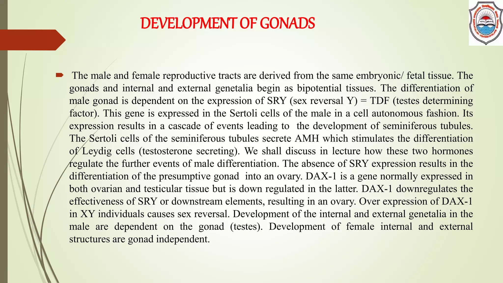 Development of gonads (Gonad differentiation)male gonad and female ...